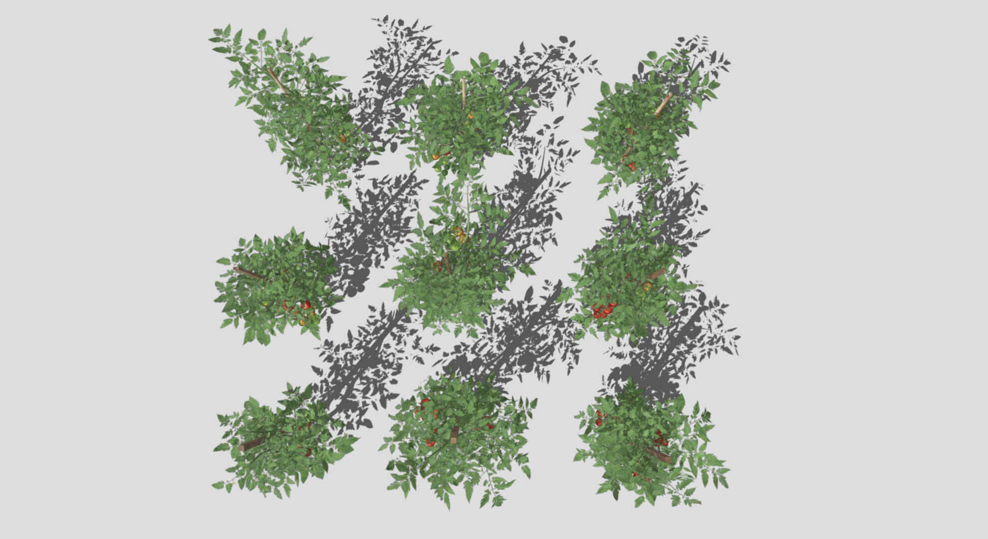 Tomato Plantation - 3D Model by Buncic