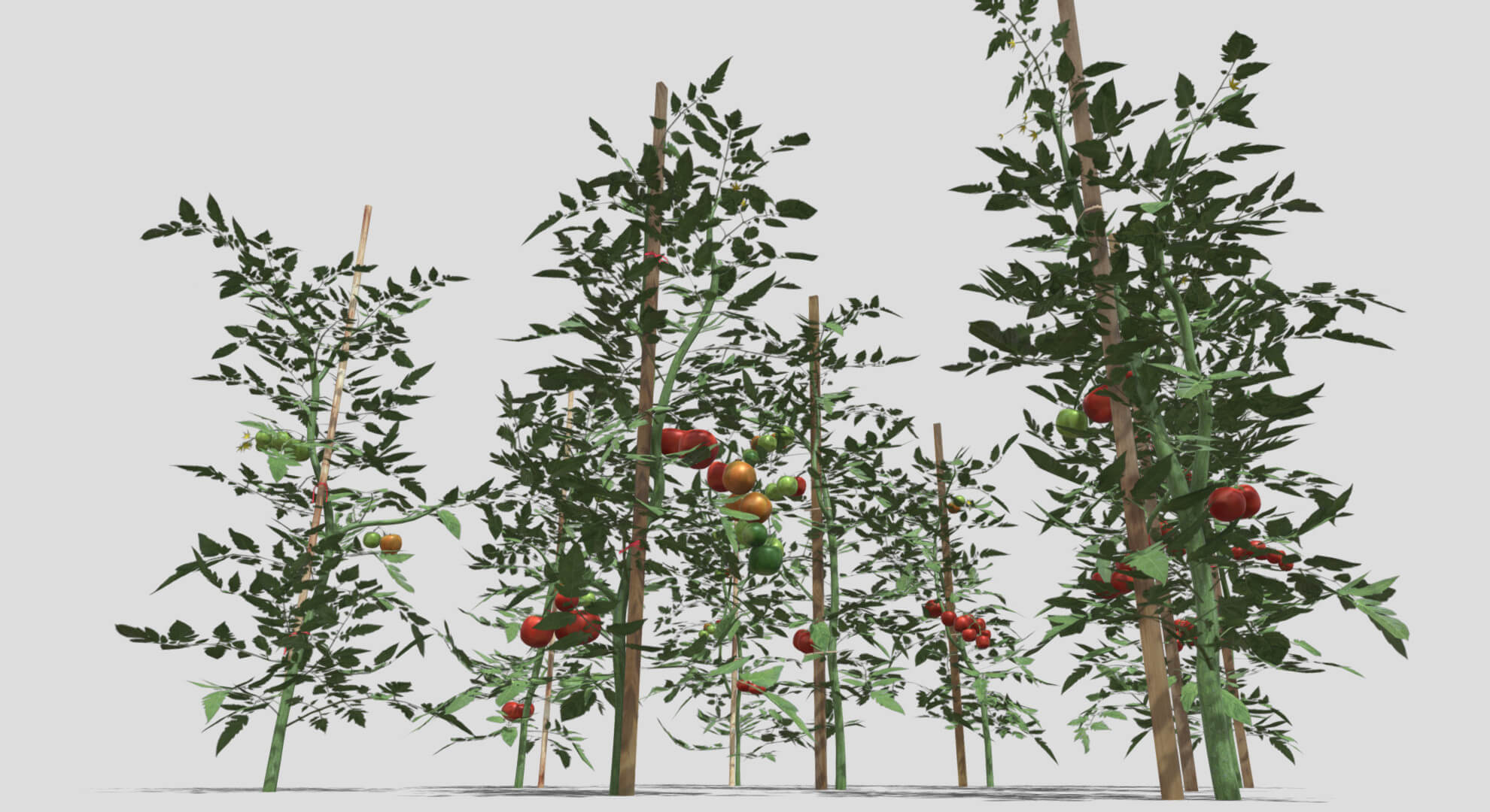 Tomato Plantation - 3D Model by Buncic