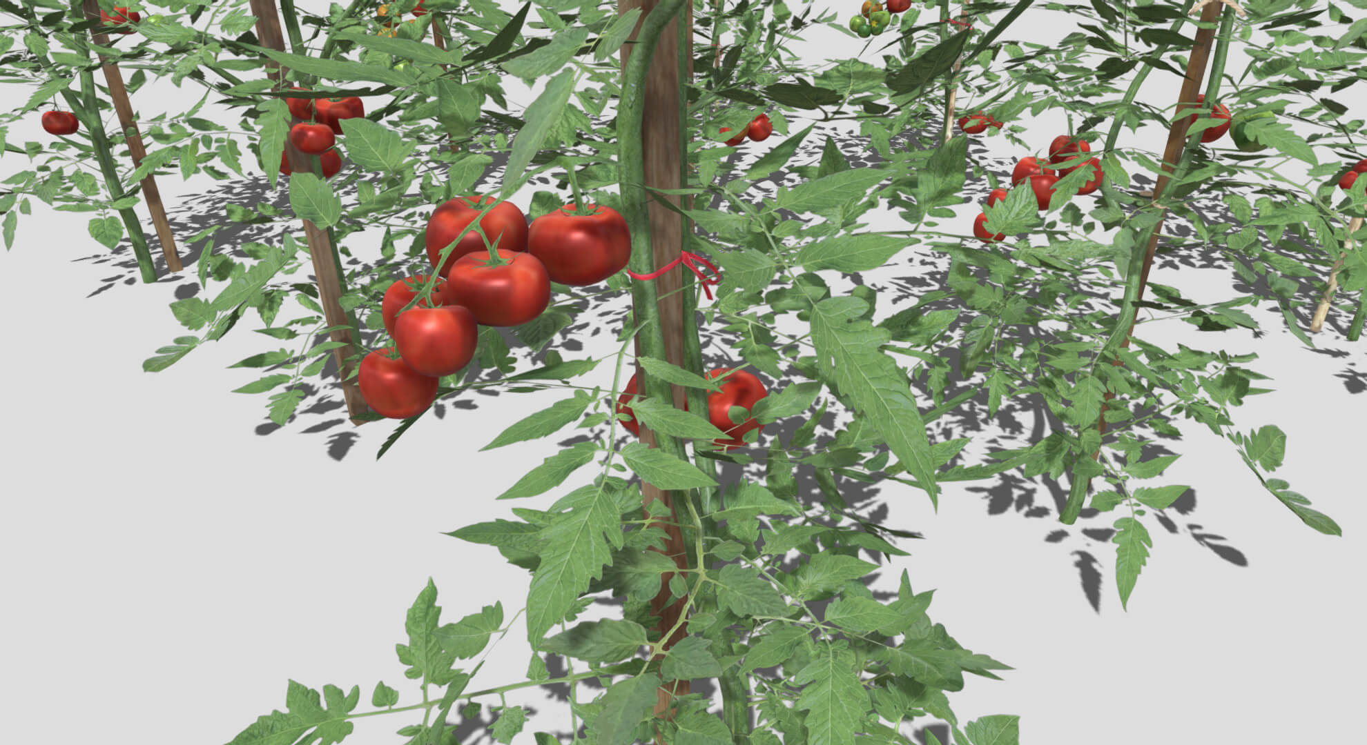 Tomato Plantation - 3D Model by Buncic