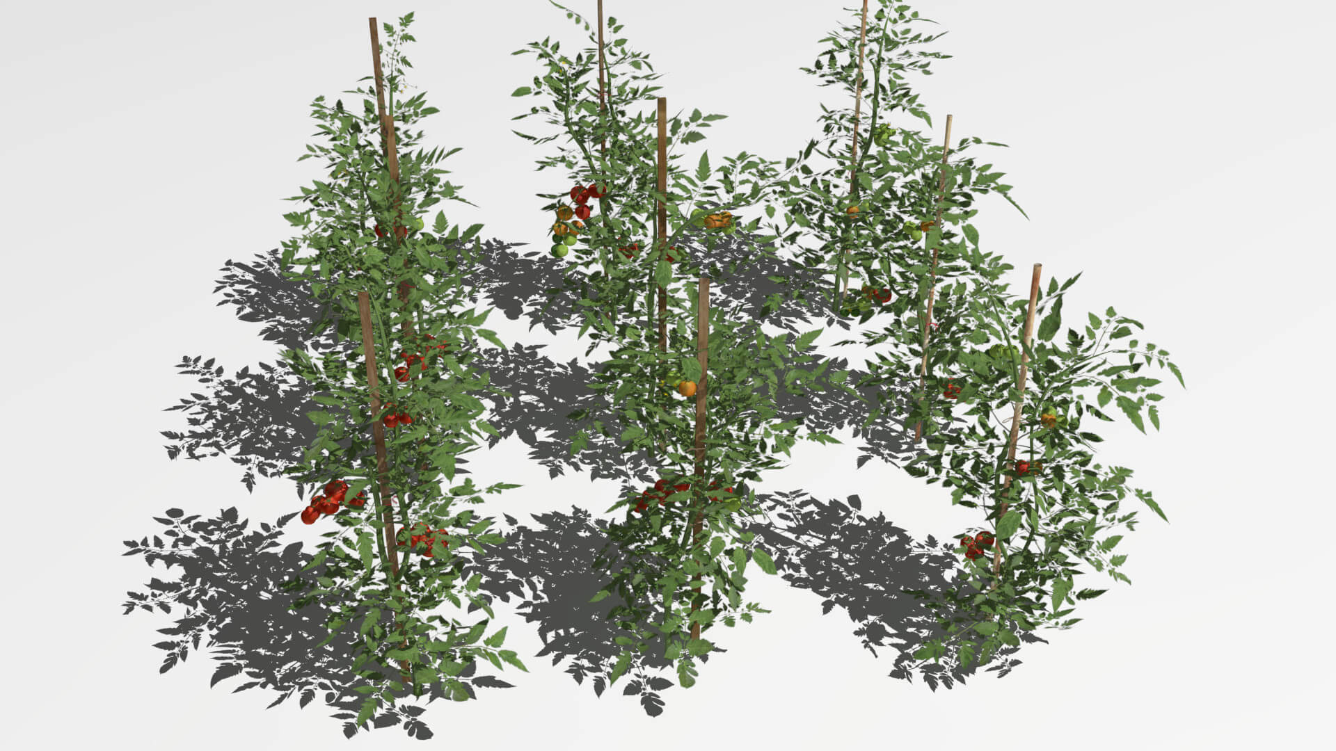 Tomato Plantation - 3D Model by Buncic