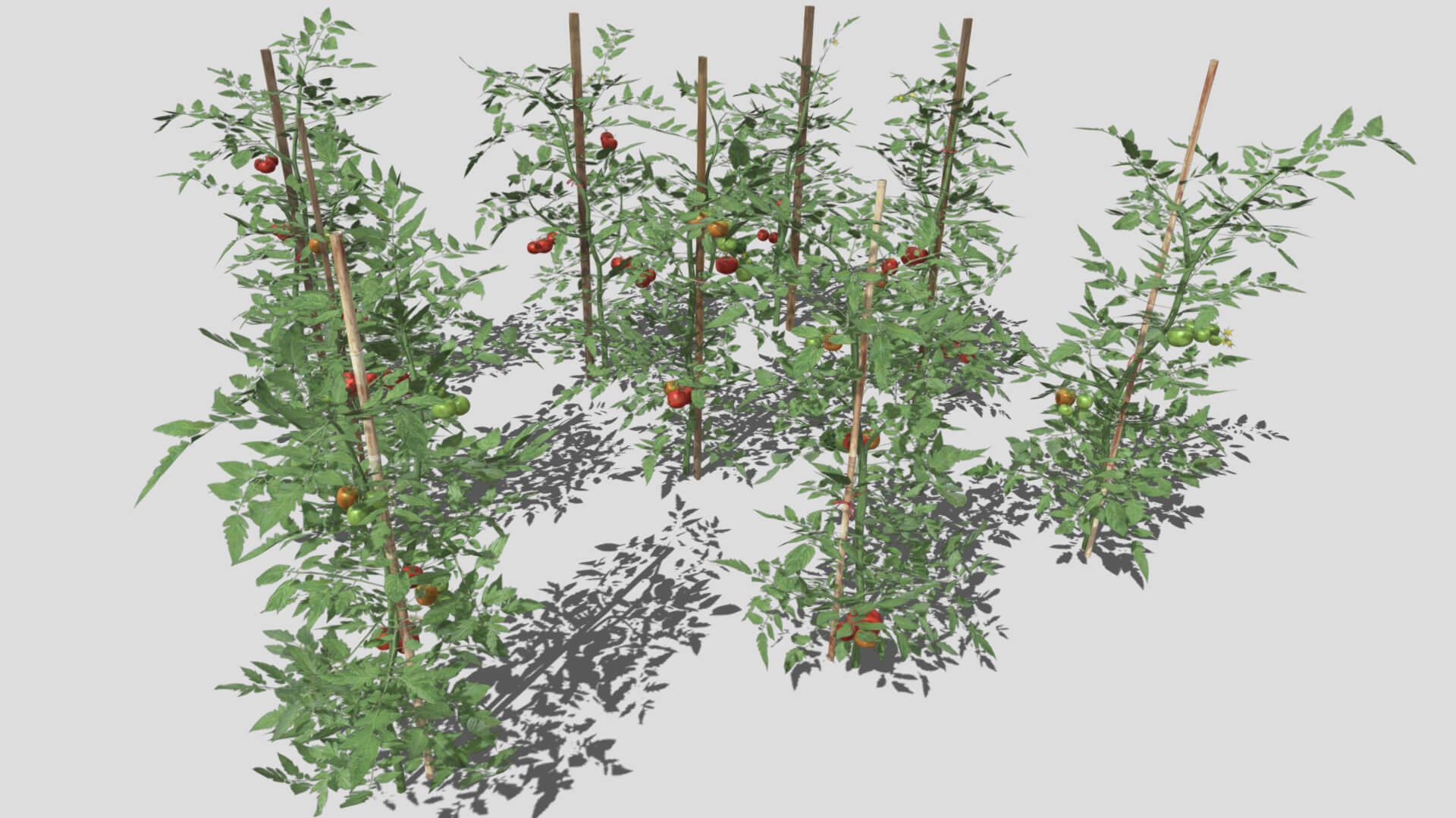 Tomato Plantation - 3D Model by Buncic