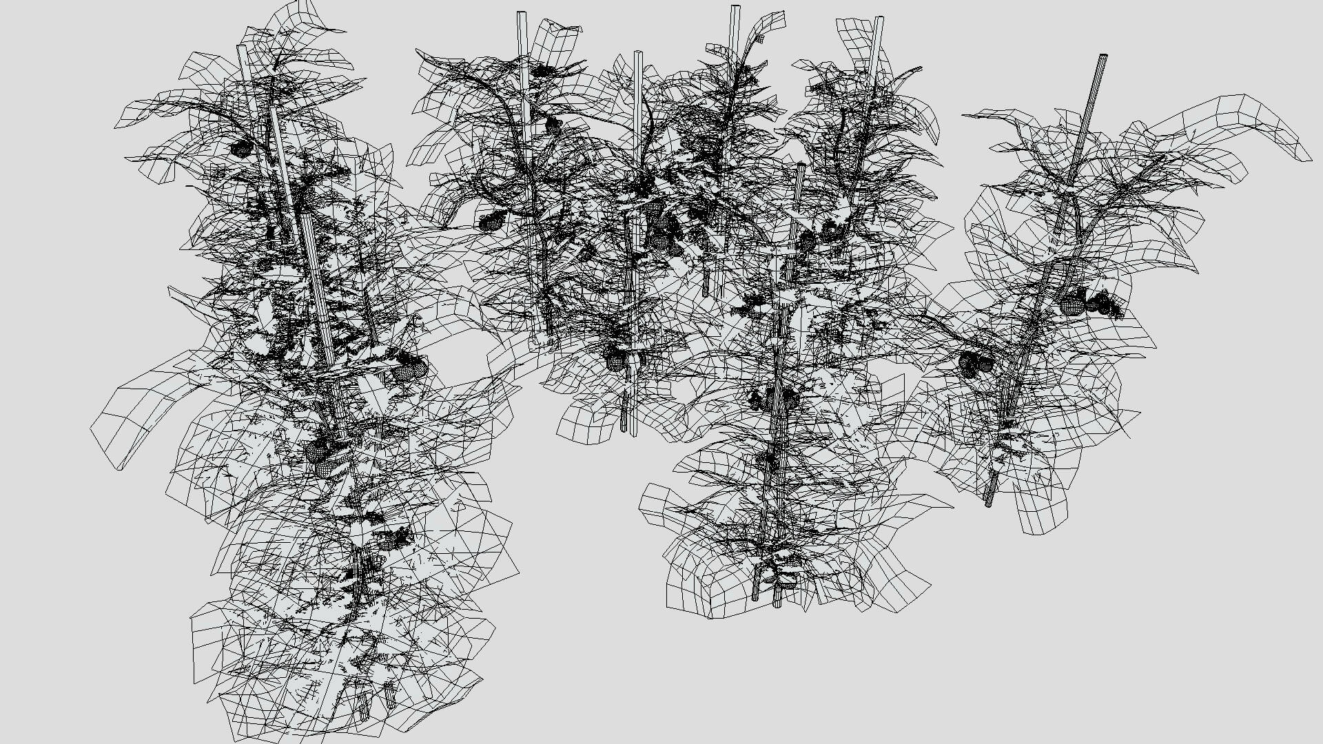 Tomato Plantation - 3D Model by Buncic