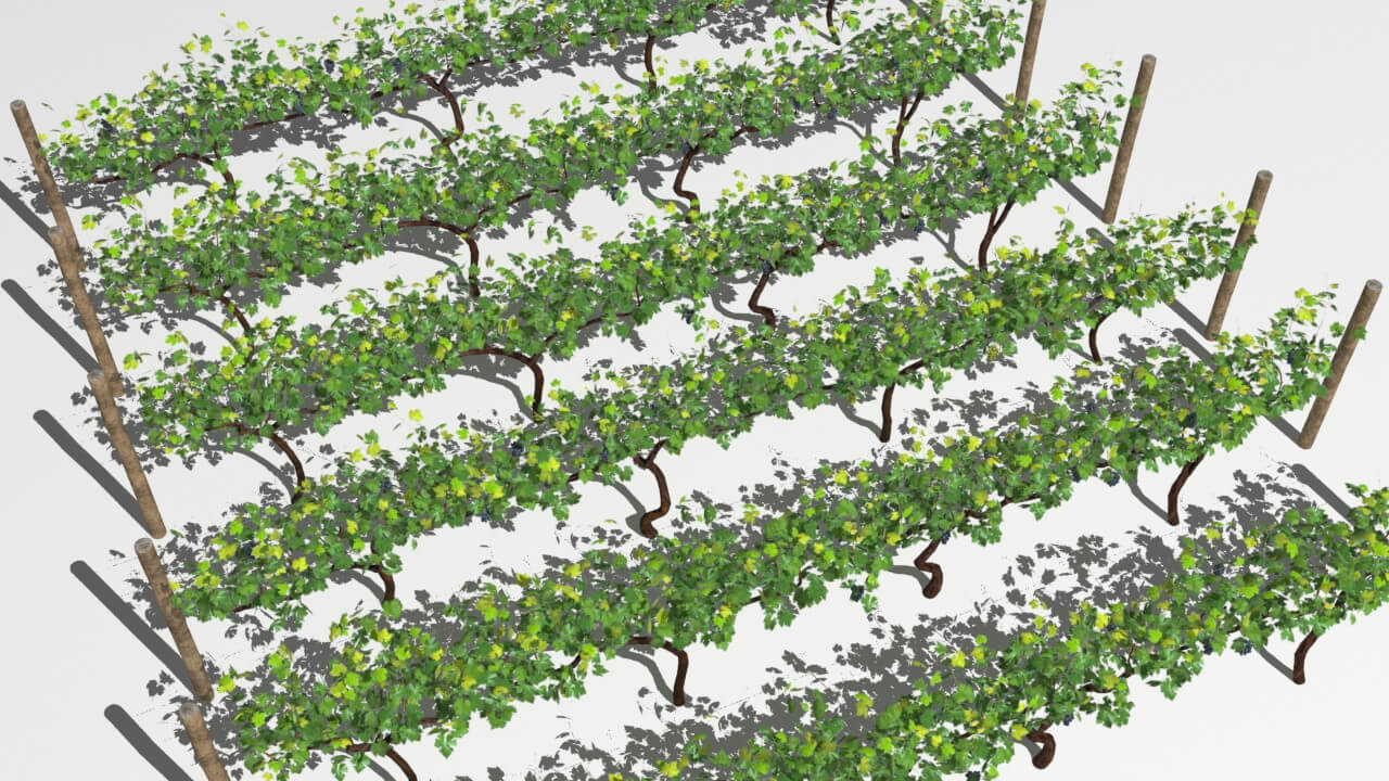 Vineyard - 3D Model by Buncic
