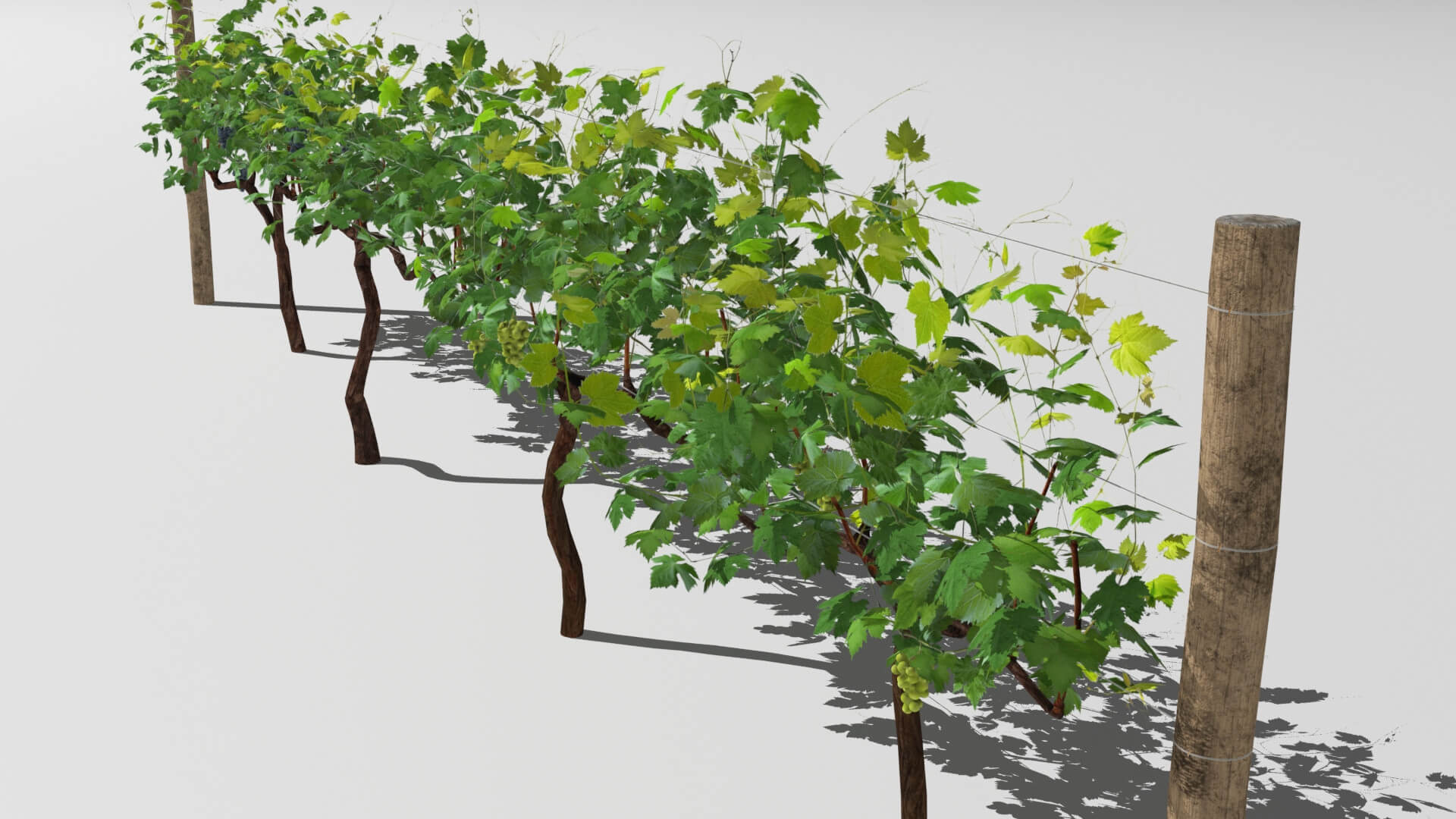 Vineyard - 3D Model by Buncic