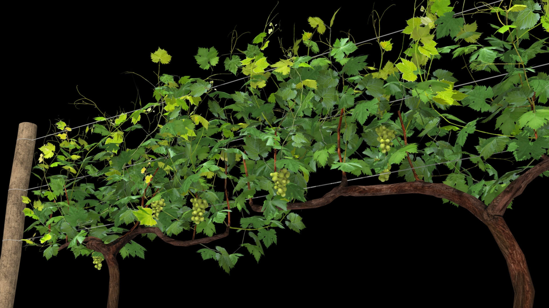 Vineyard - 3D Model by Buncic