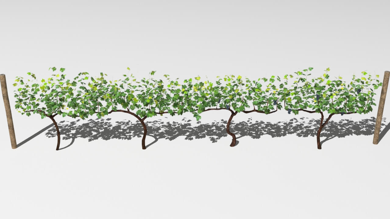 Vineyard - 3D Model by Buncic