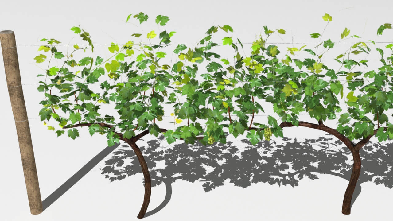 Vineyard - 3D Model by Buncic