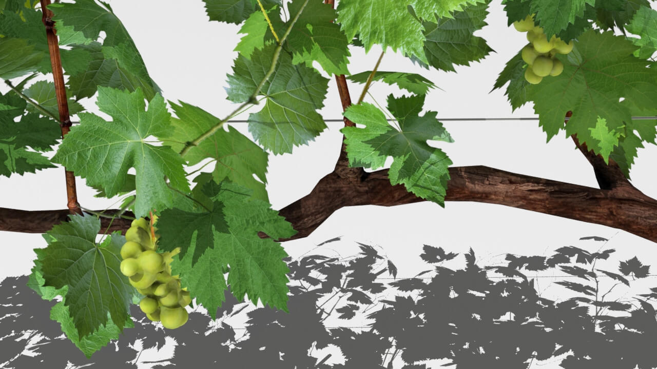 Vineyard - 3D Model by Buncic