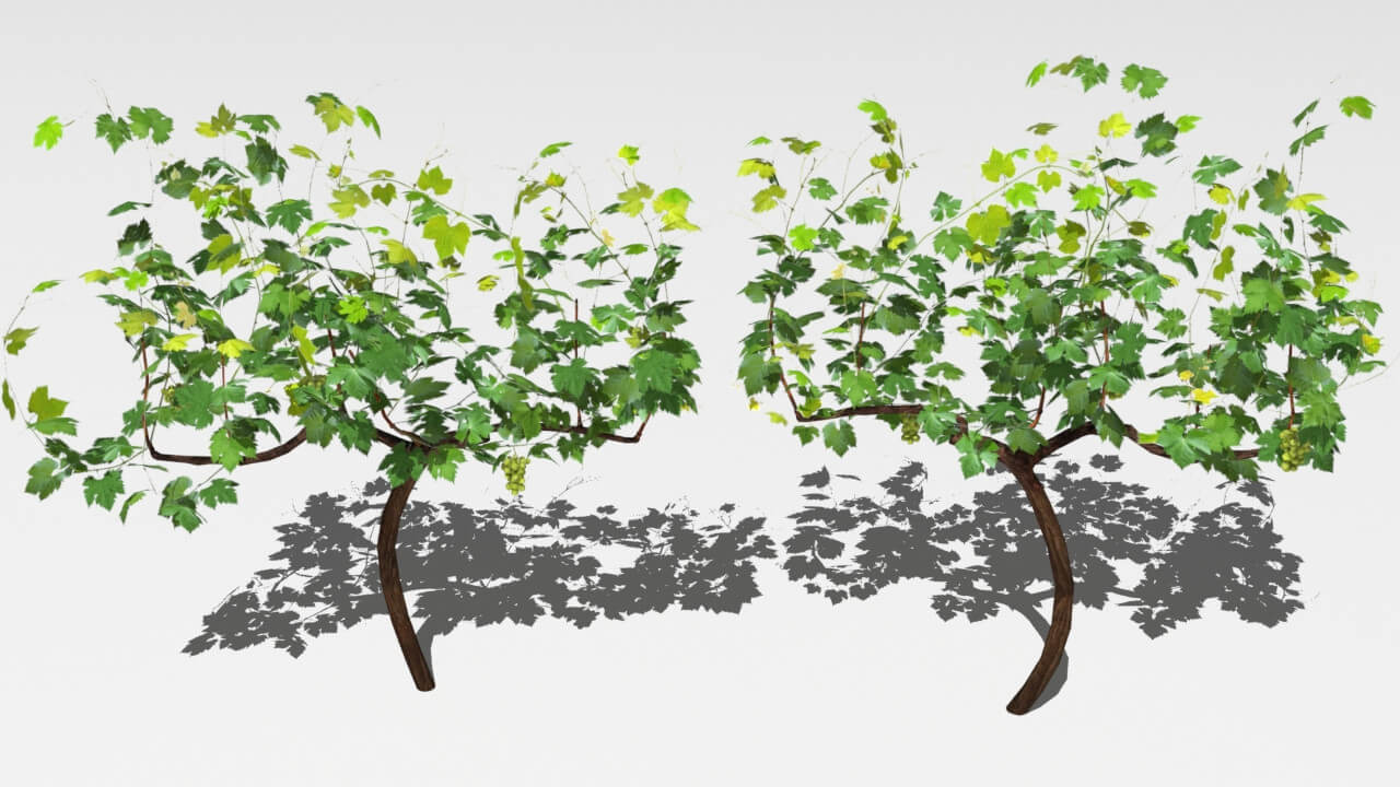 Vineyard - 3D Model by Buncic