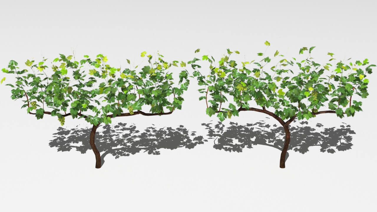 Vineyard - 3D Model by Buncic