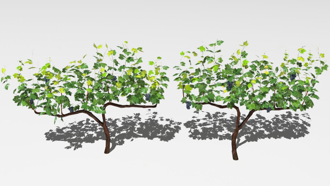 Vineyard - 3D Model by Buncic