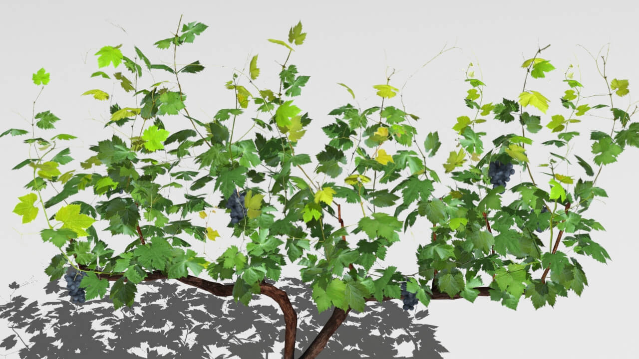 Vineyard - 3D Model by Buncic