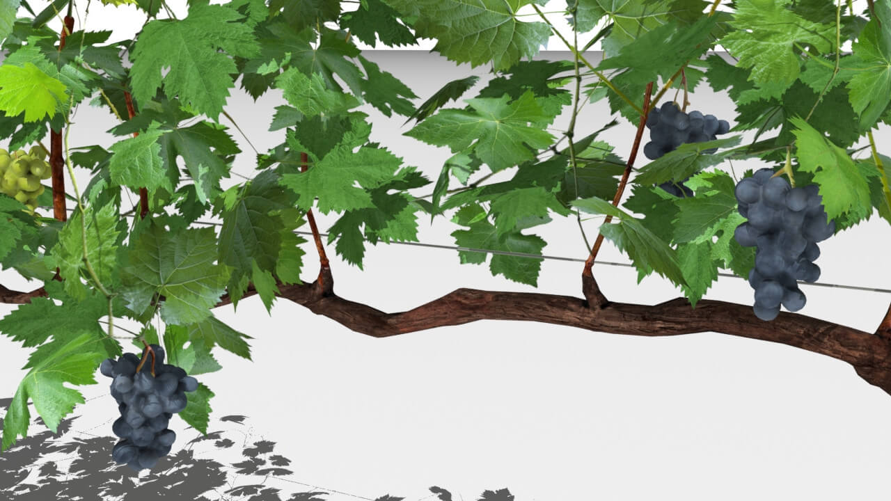 Vineyard - 3D Model by Buncic