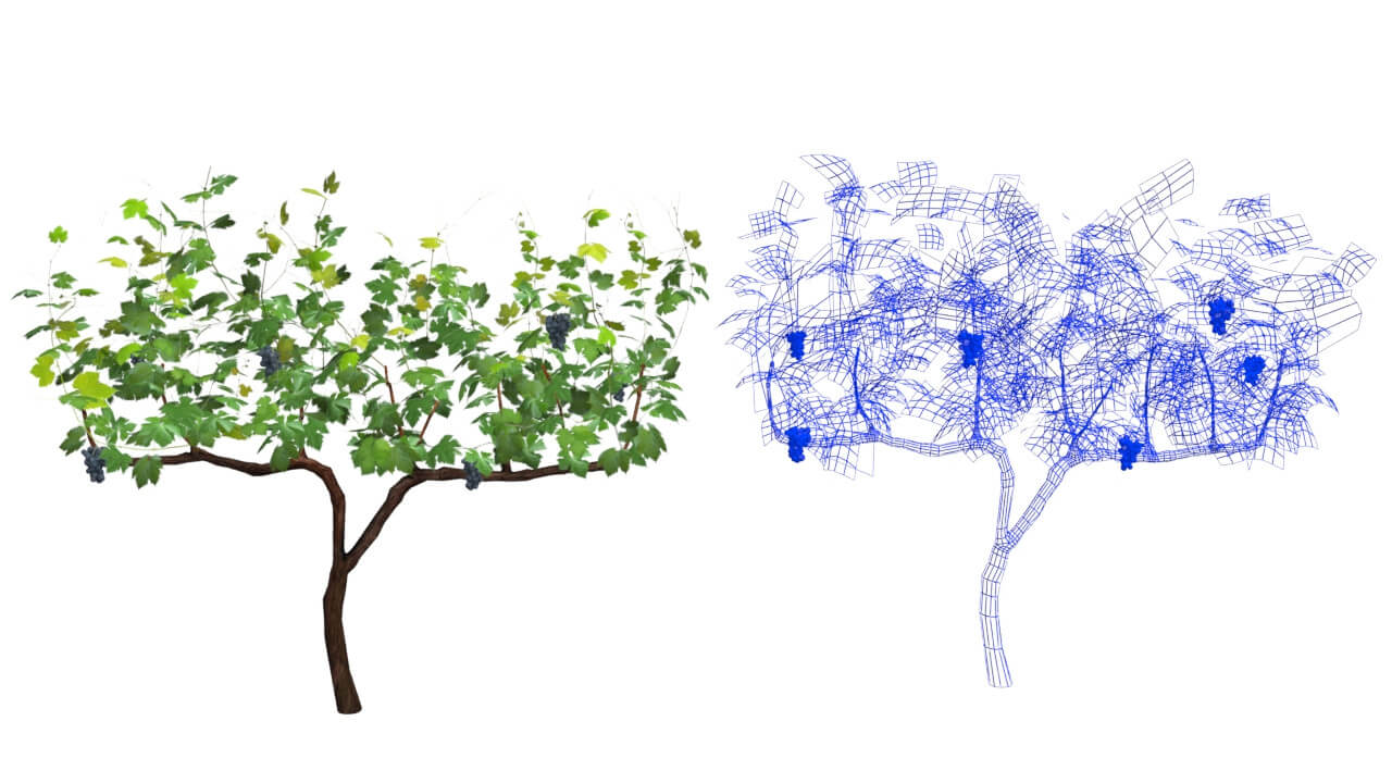 Vineyard - 3D Model by Buncic