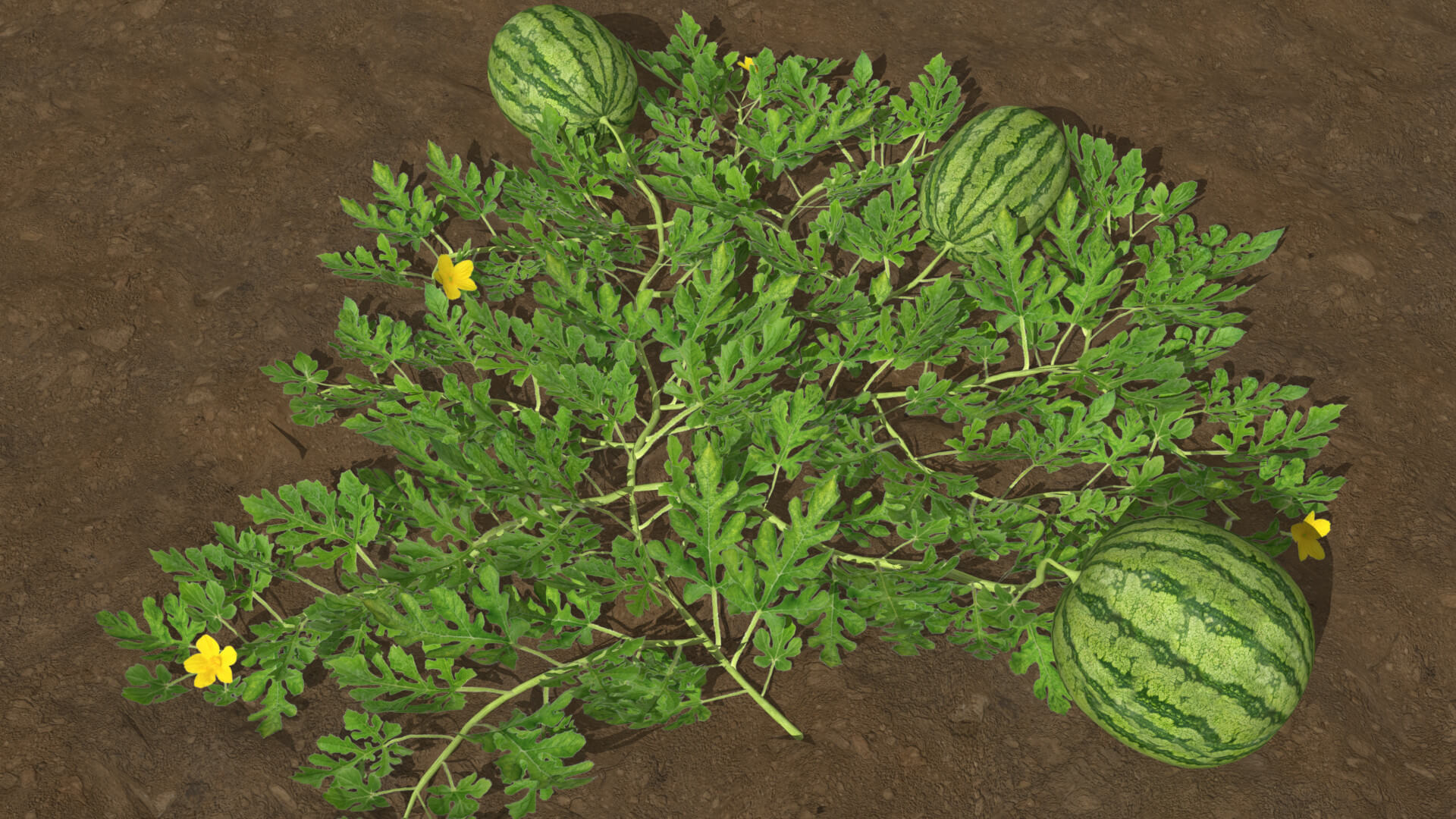 Watermelon Plantation - 3D Model by Buncic