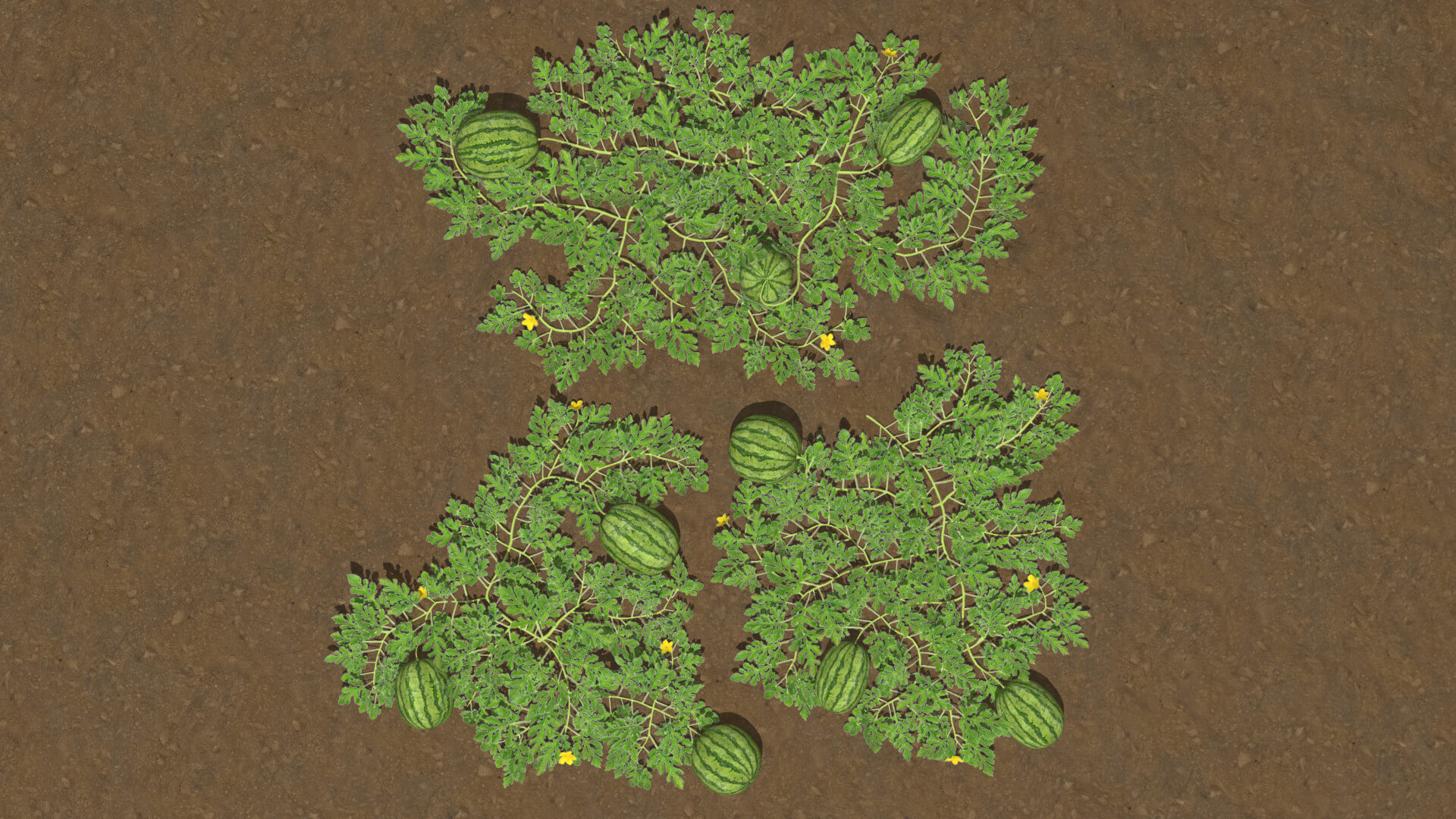 Watermelon Plantation - 3D Model by Buncic