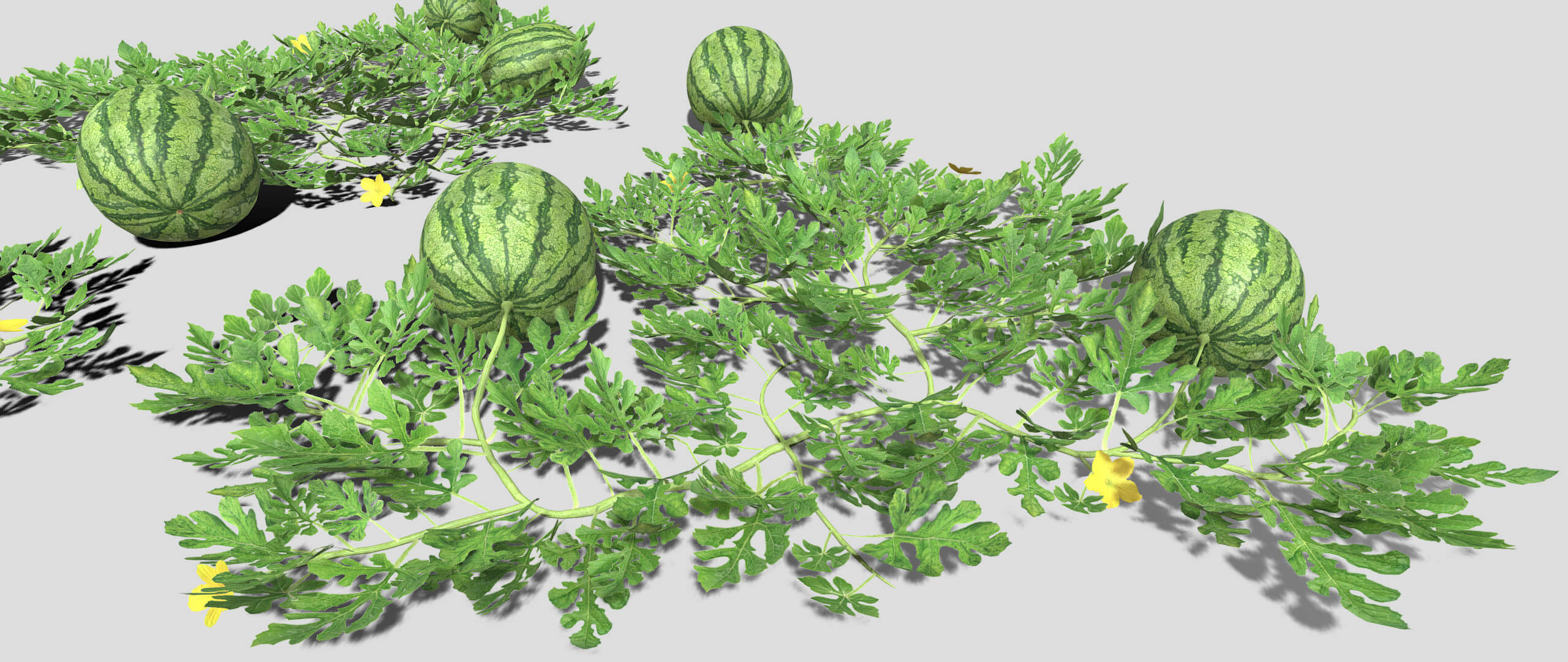 Watermelon Plantation - 3D Model by Buncic