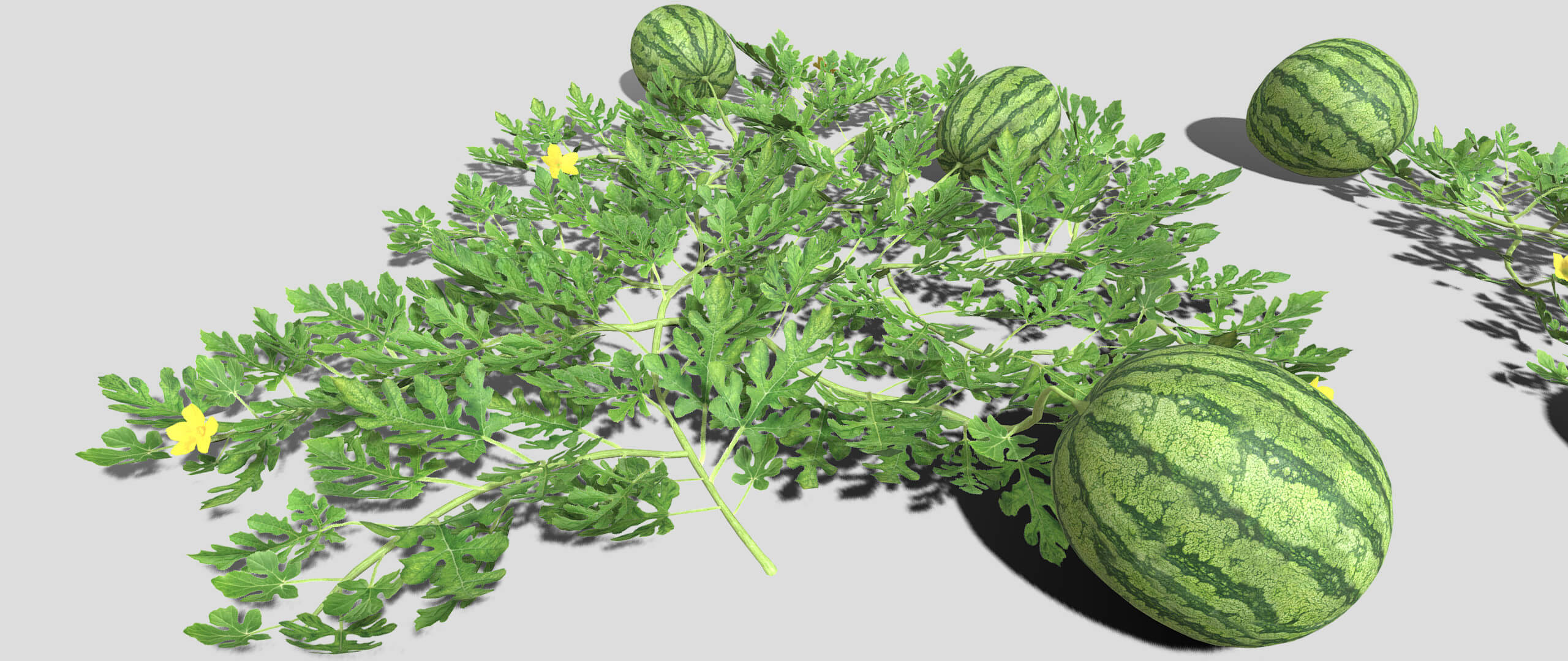 Watermelon Plantation - 3D Model by Buncic