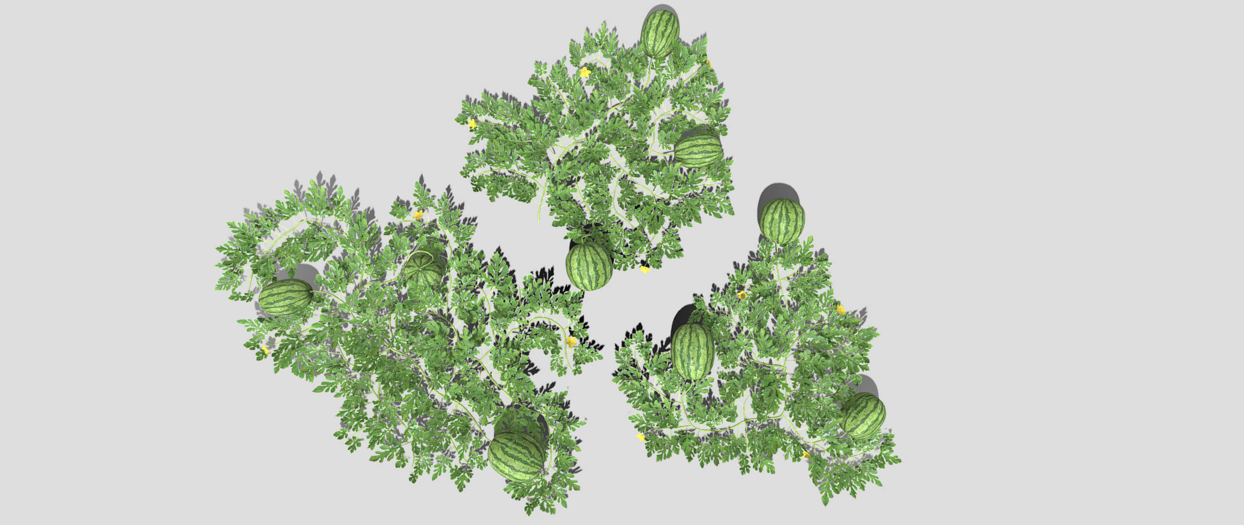 Watermelon Plantation - 3D Model by Buncic