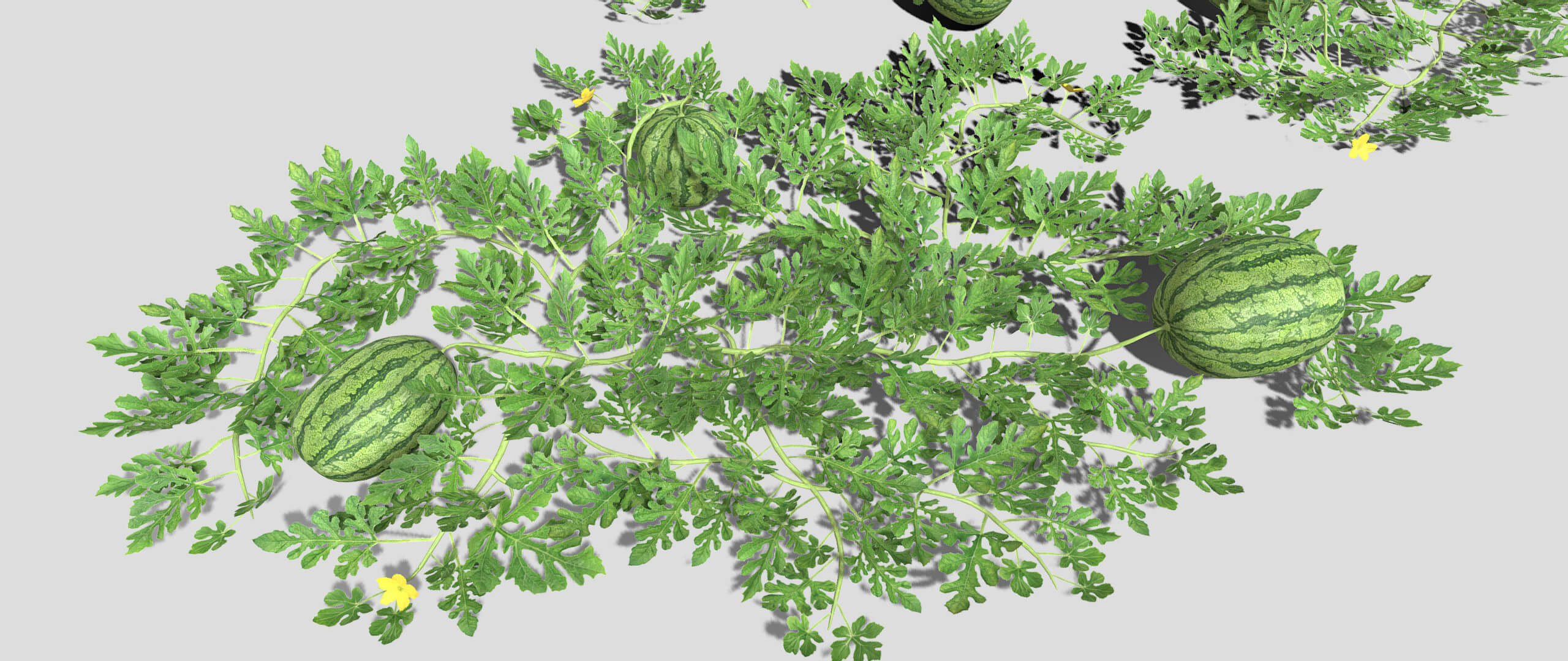 Watermelon Plantation - 3D Model by Buncic