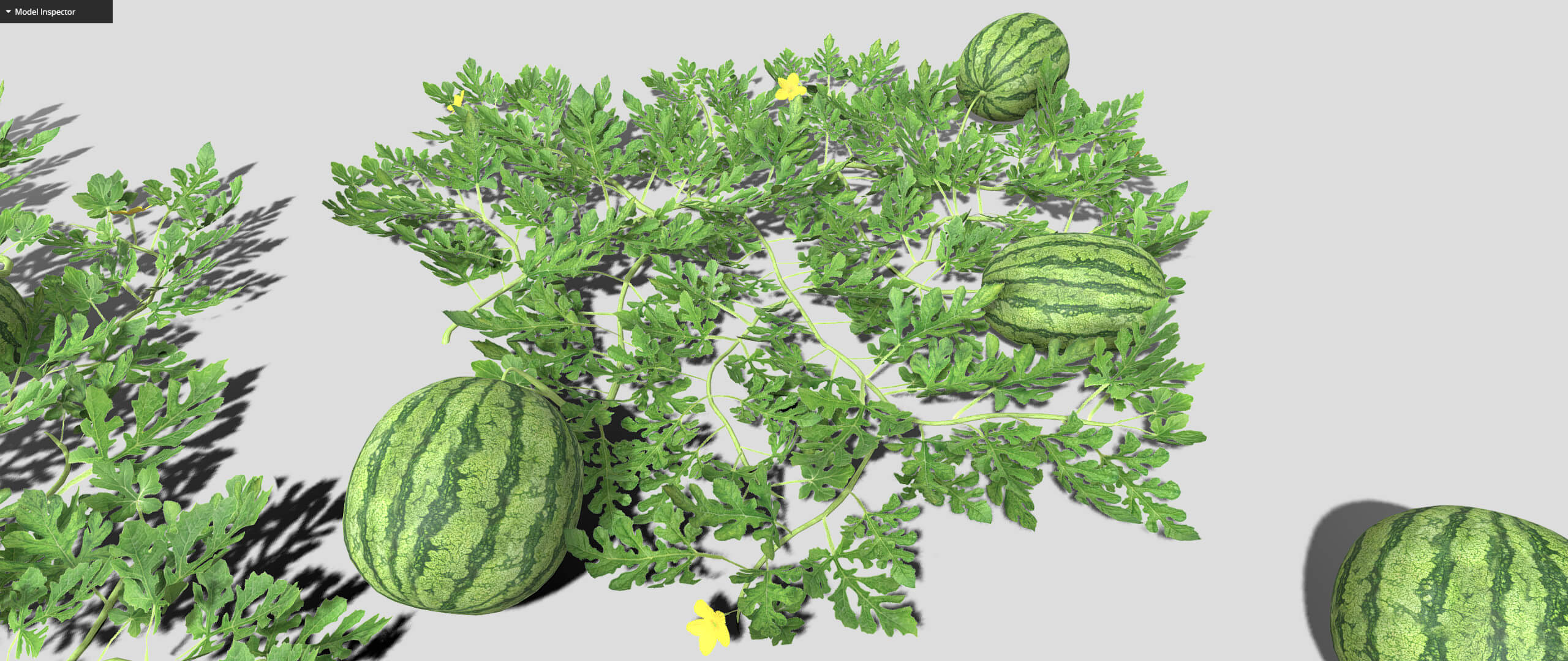 Watermelon Plantation - 3D Model by Buncic