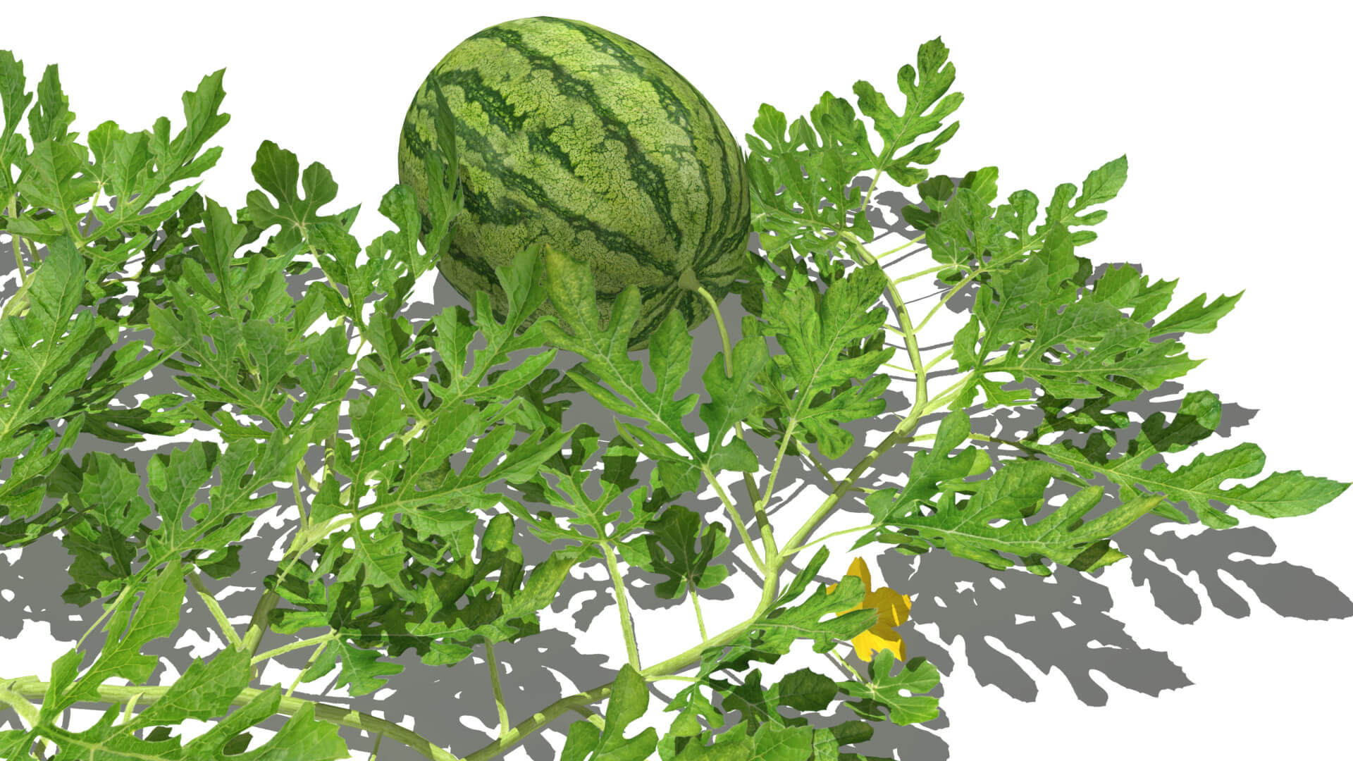 Watermelon Plantation - 3D Model by Buncic