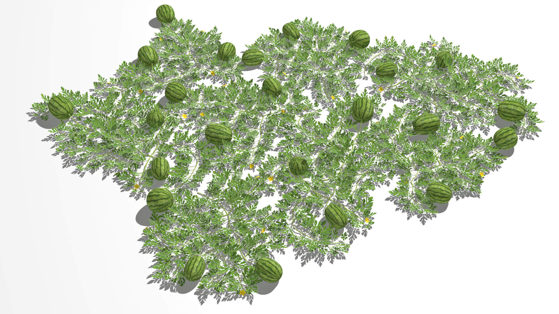 Watermelon Plantation - 3D Model by Buncic
