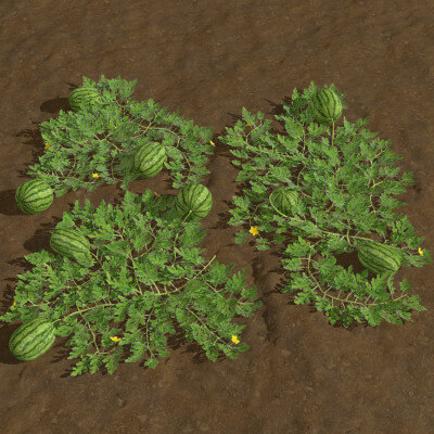 Watermelon Plantation - 3D Model by Buncic