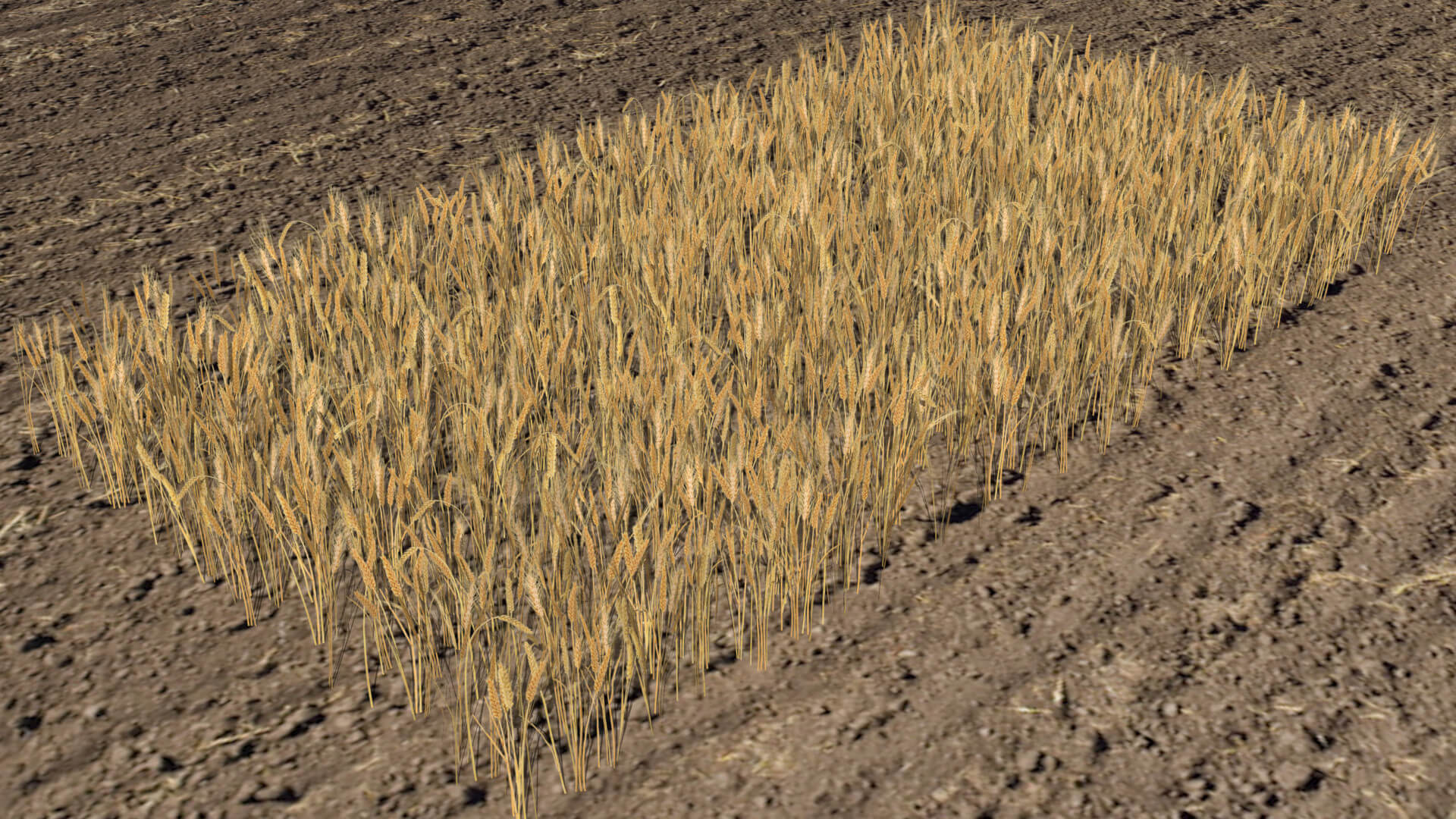 Wheat Field - 3D Model by Buncic