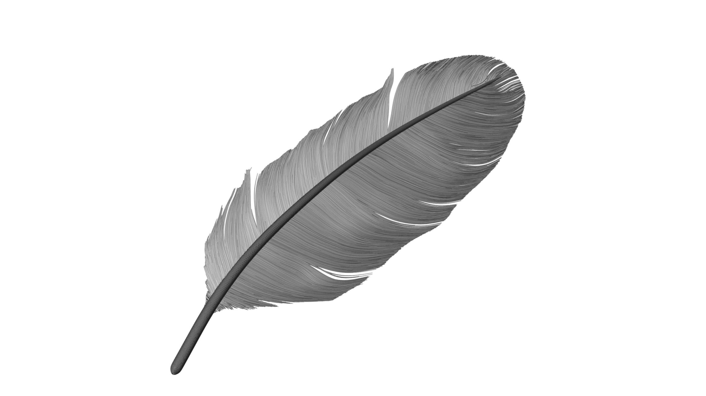 Crow Feather - 3D Model by cagatay_cetin