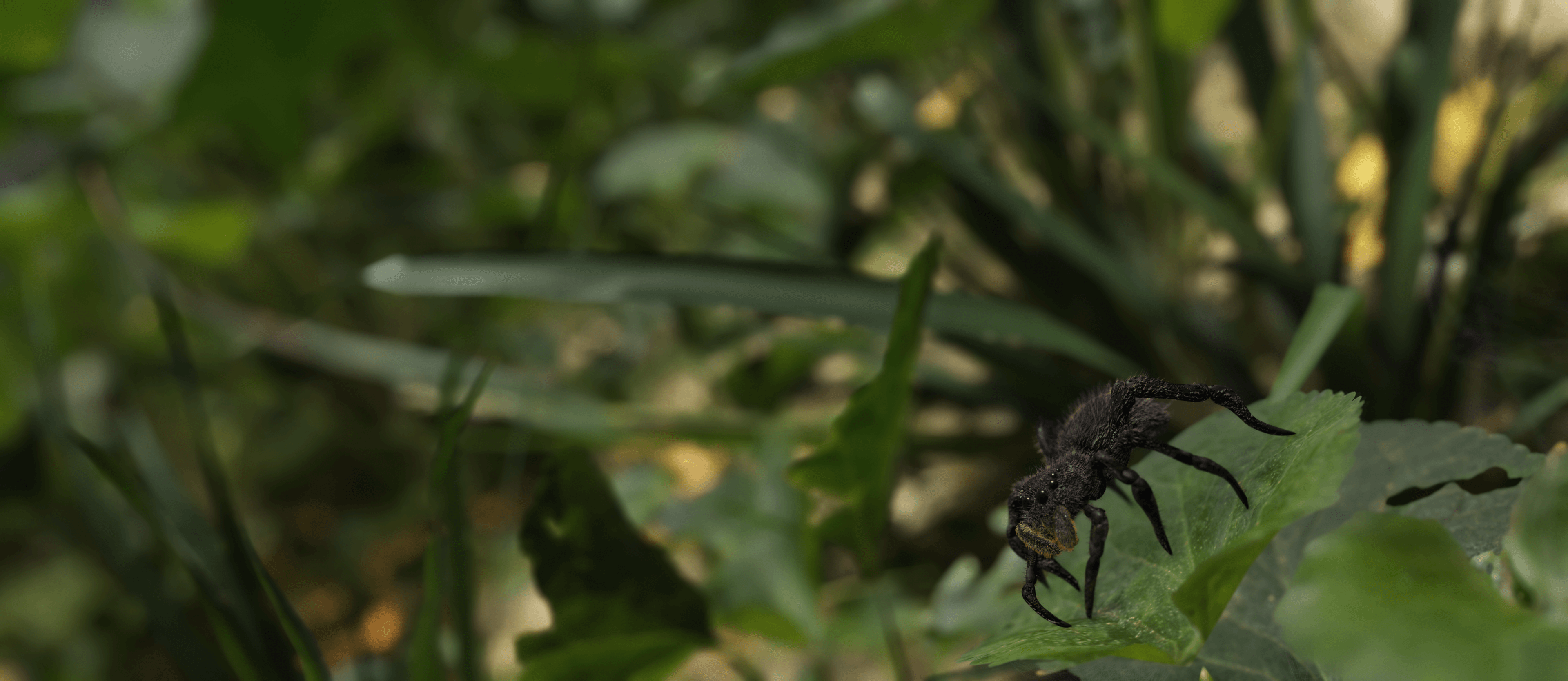 Spider 3D Render, Digital Art by CCreart