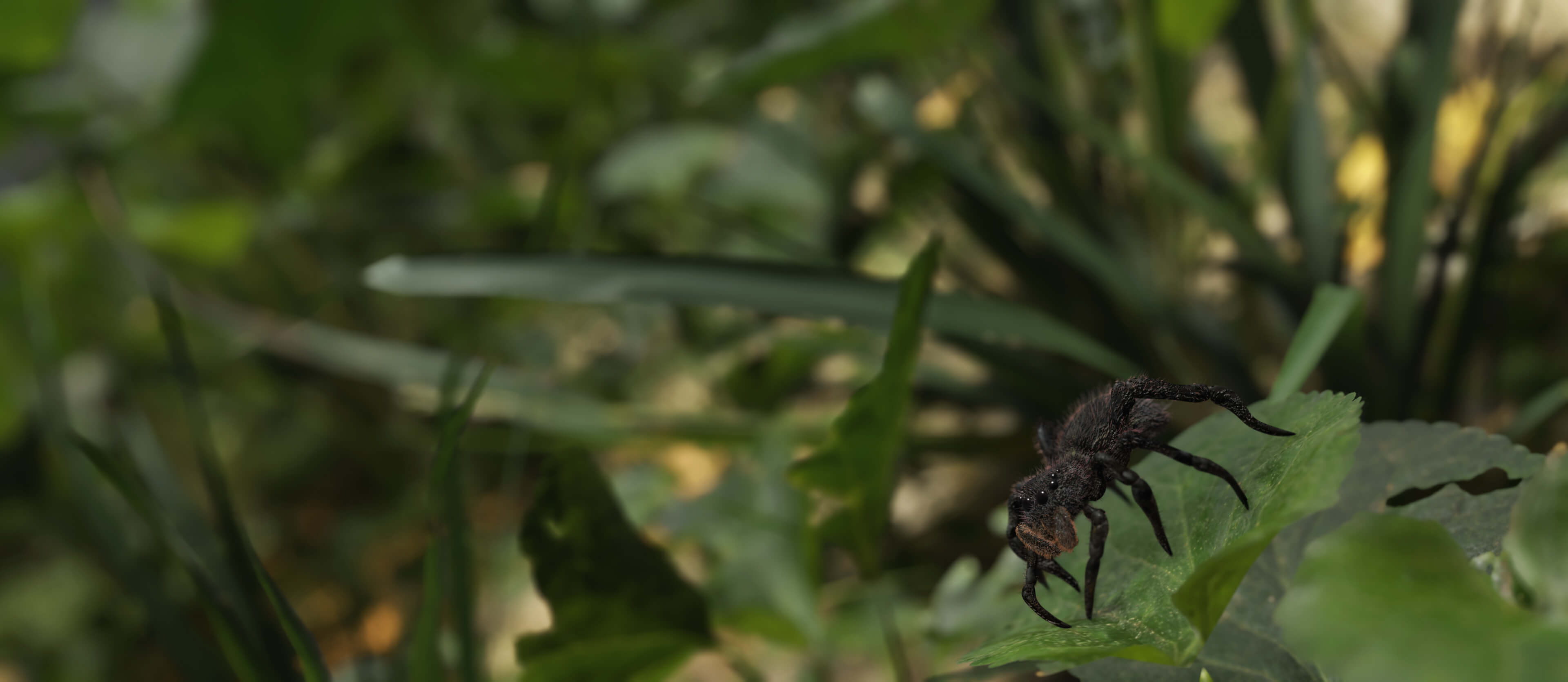 Jumping Spider - 3D Model by CCreart