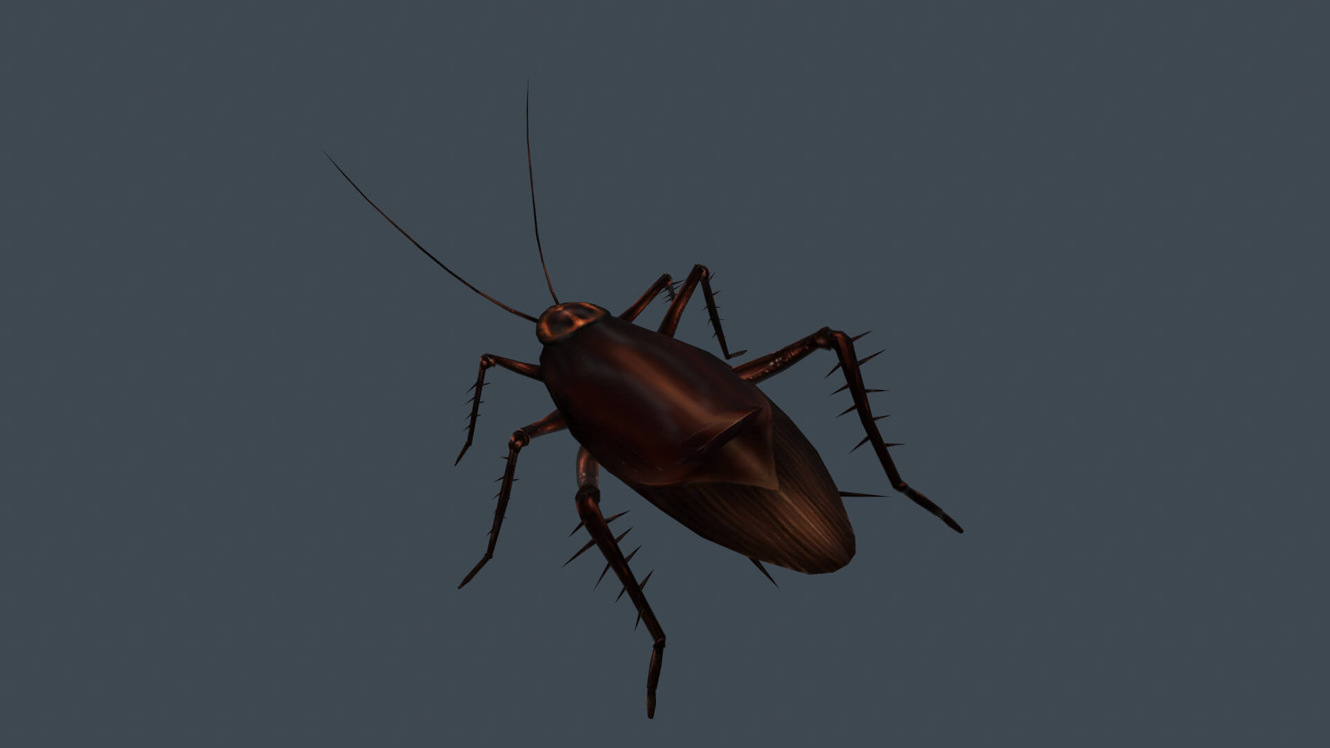 Animated Cockroach - 3D Model by cg-bob