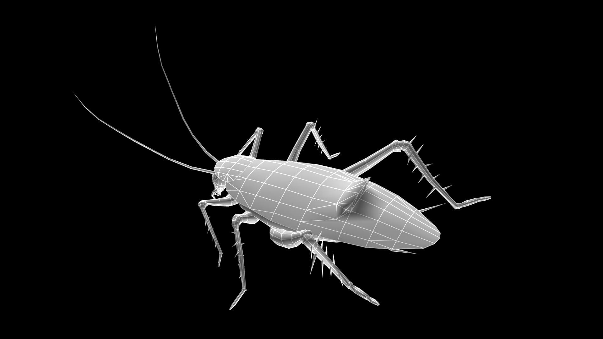 Animated Cockroach - 3D Model by cg-bob