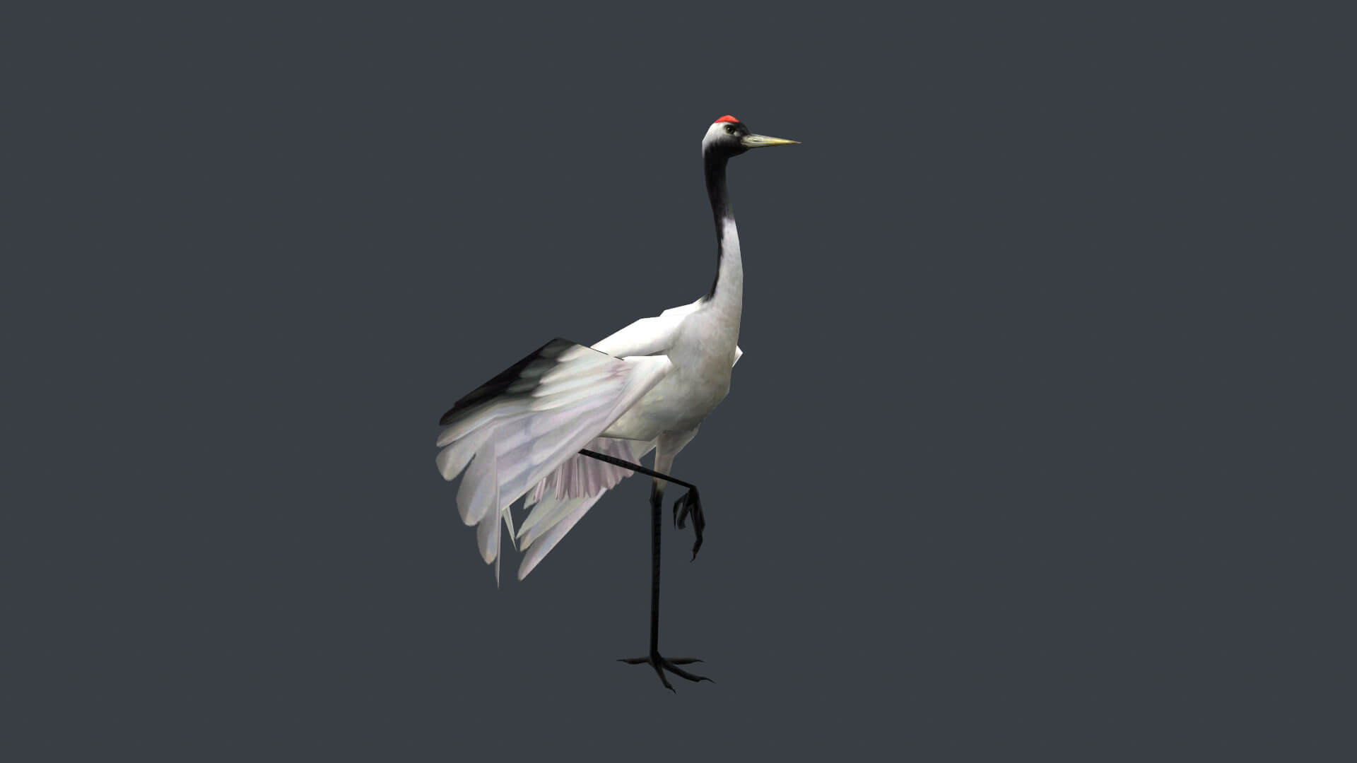 Animated Crane Bird - 3D Model by cg-bob
