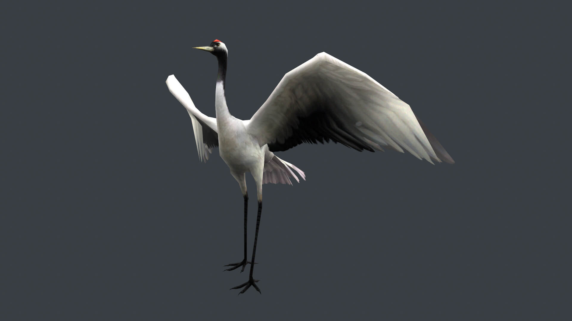 Animated Crane Bird - 3D Model by cg-bob