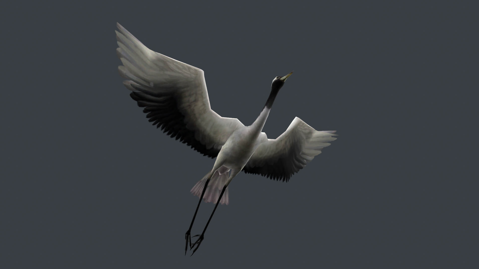 Animated Crane Bird - 3D Model by cg-bob