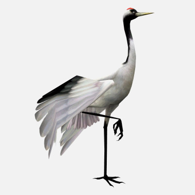 Animated Crane Bird - 3D Model by cg-bob