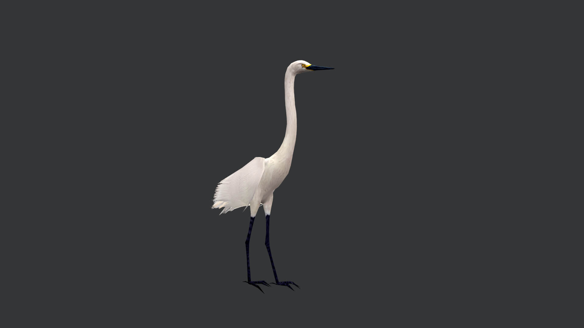 Animated Egret - 3D Model by cg-bob