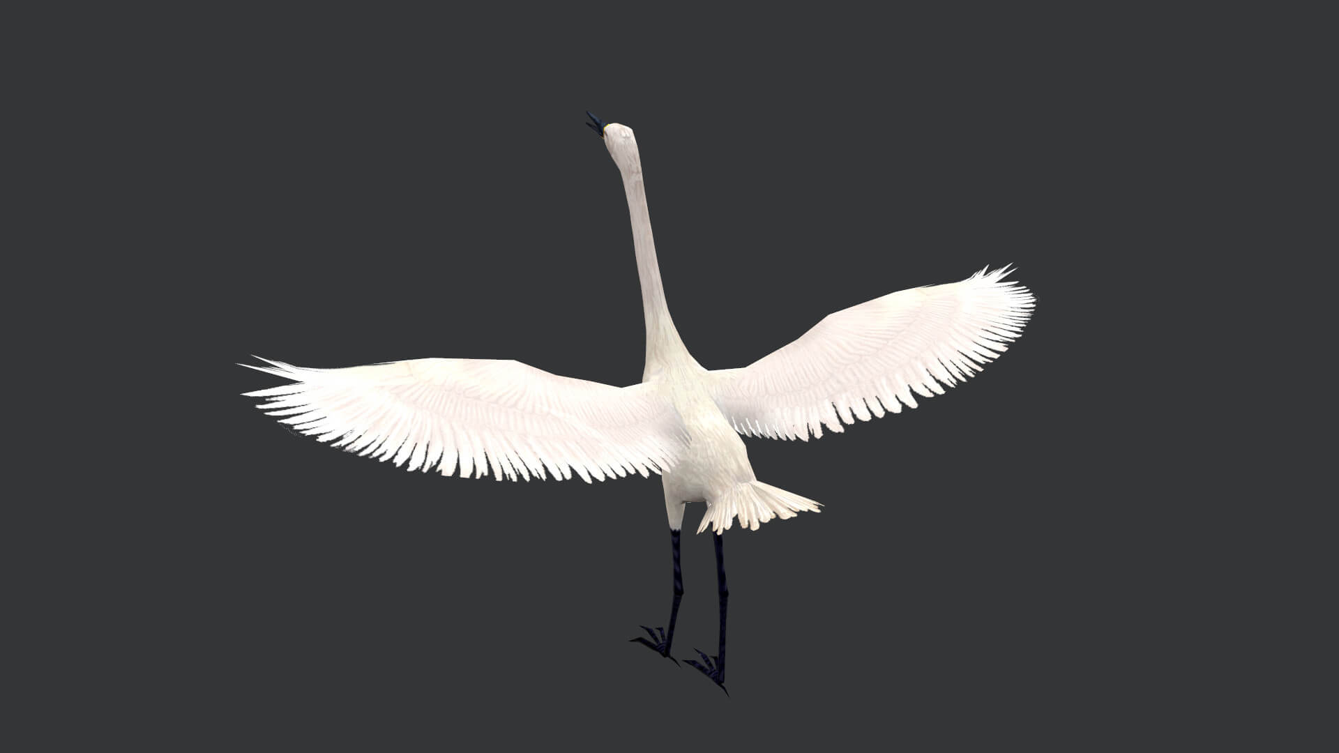 Animated Egret - 3D Model by cg-bob