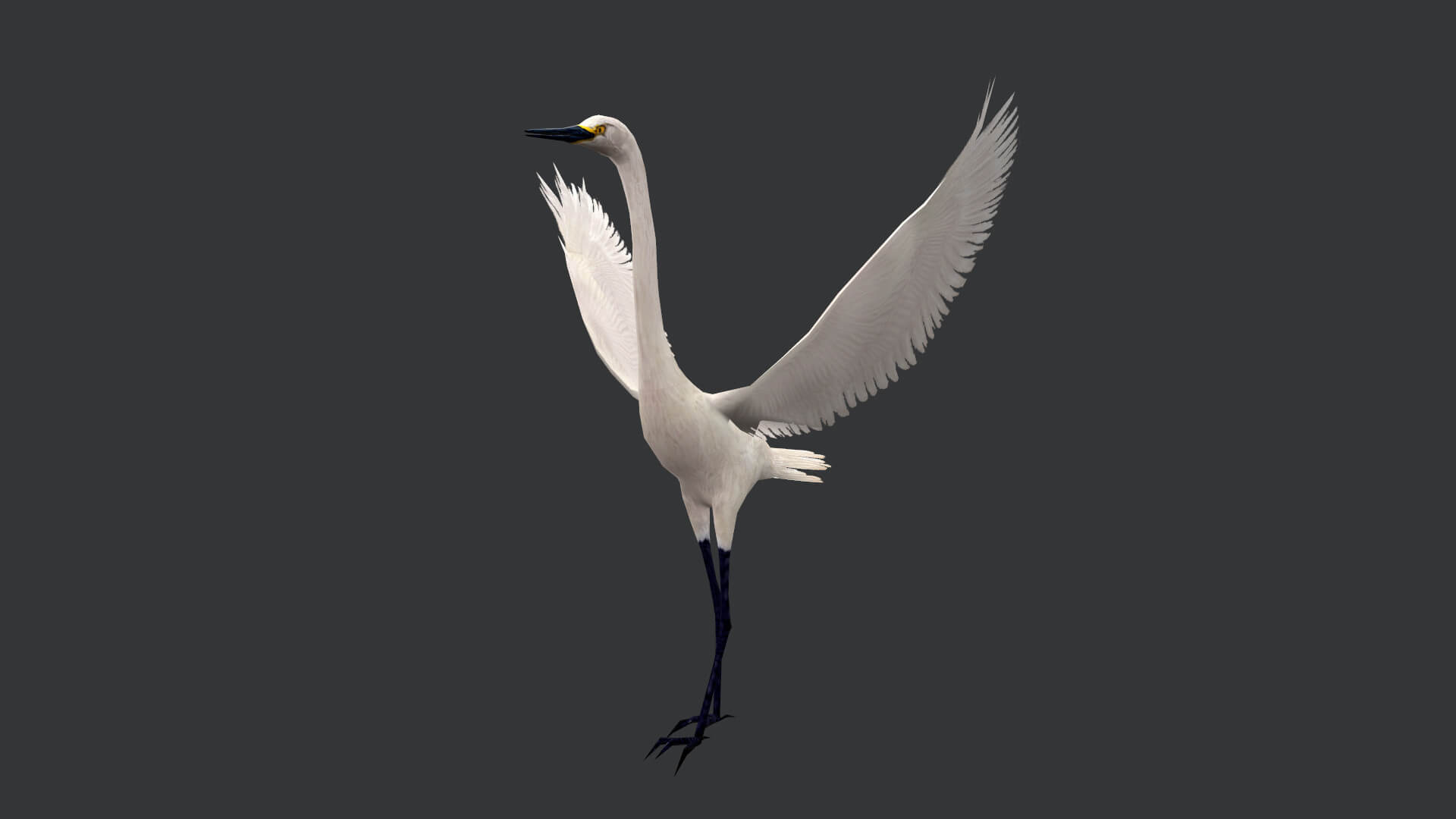 Animated Egret - 3D Model by cg-bob