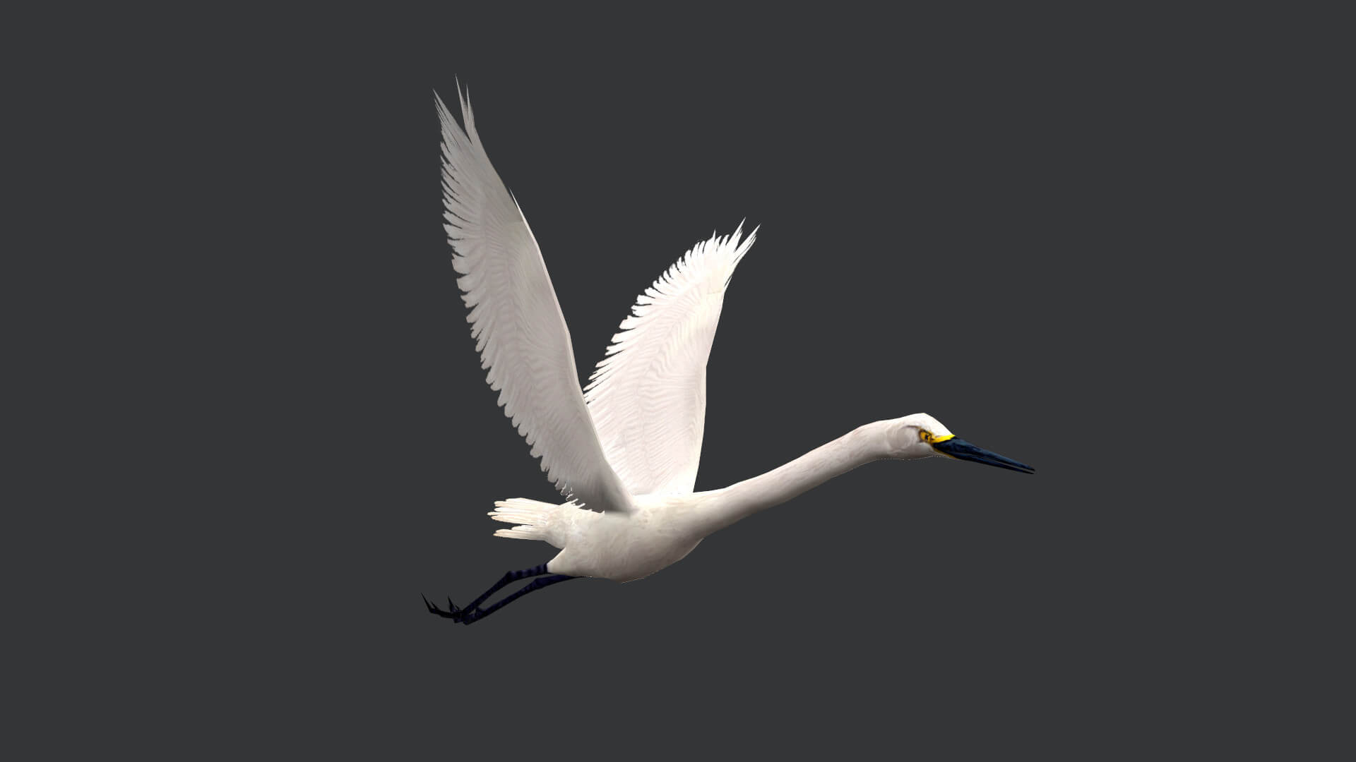 Animated Egret - 3D Model by cg-bob