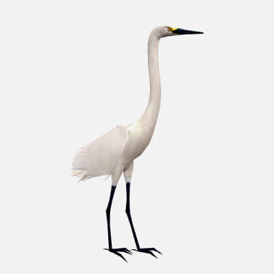 Animated Egret - 3D Model by cg-bob