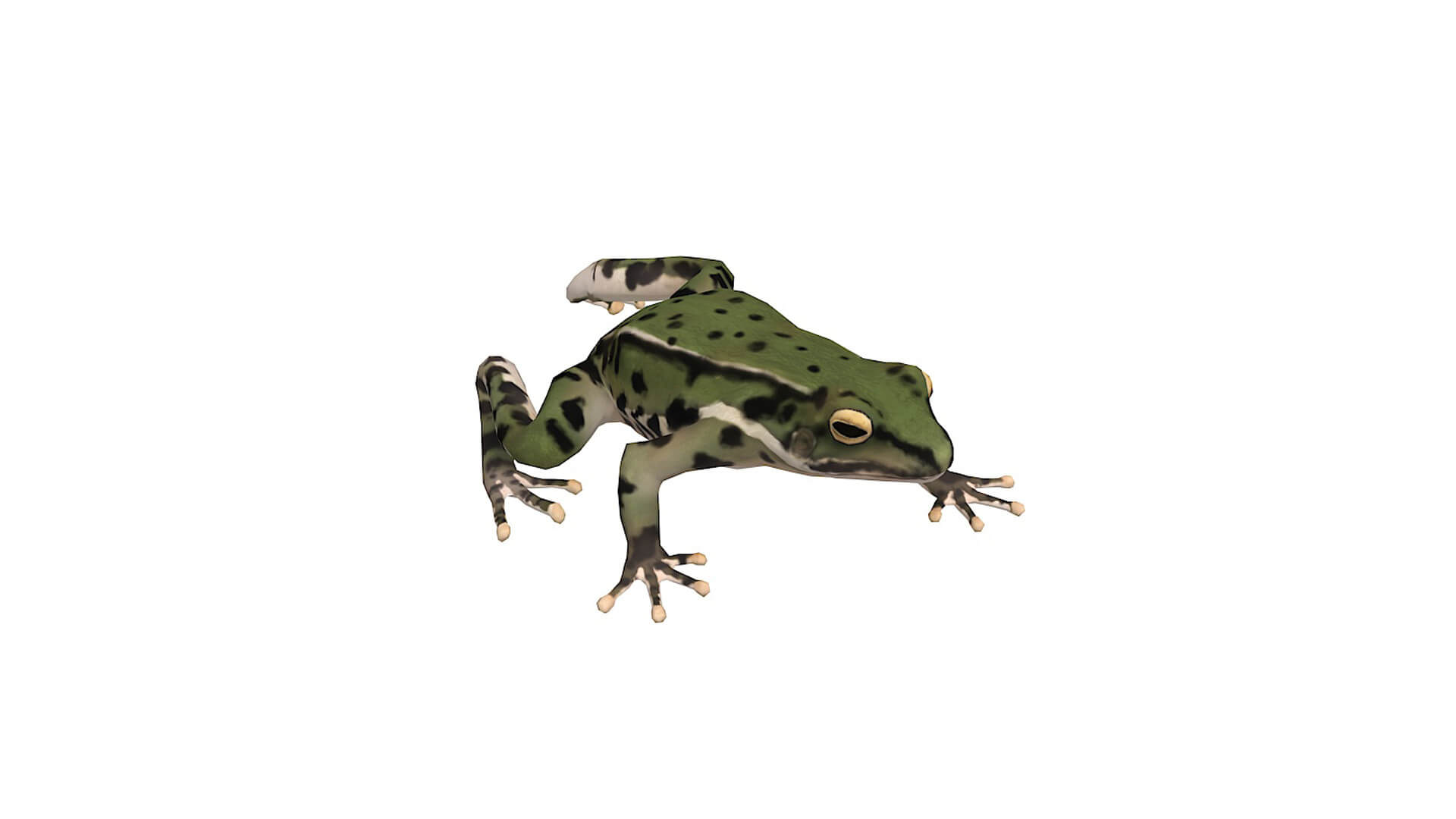 Animated Frog - 3D Model by cg-bob