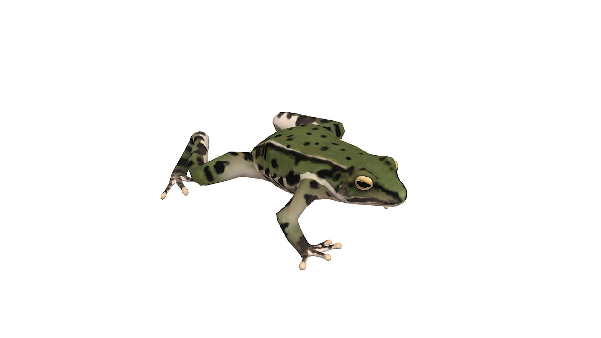 Animated Frog - 3D Model by cg-bob