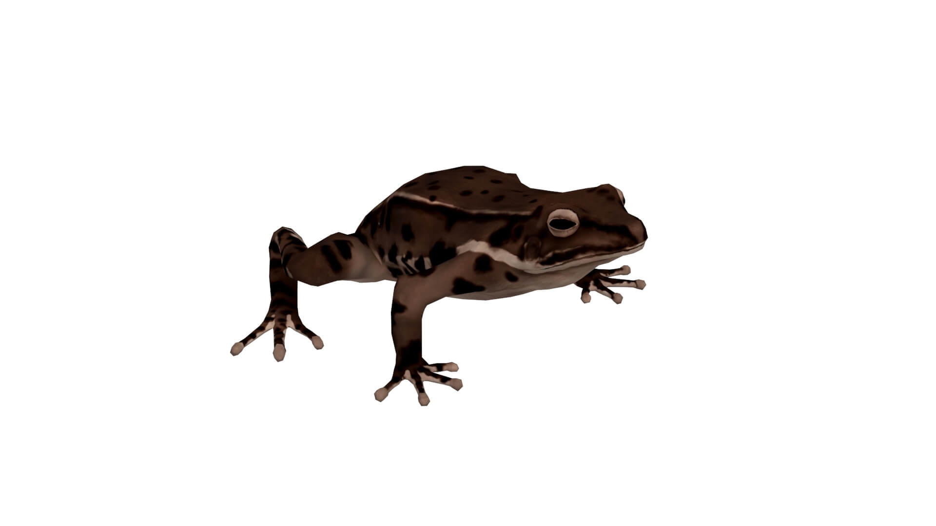 Animated Frog - 3D Model by cg-bob