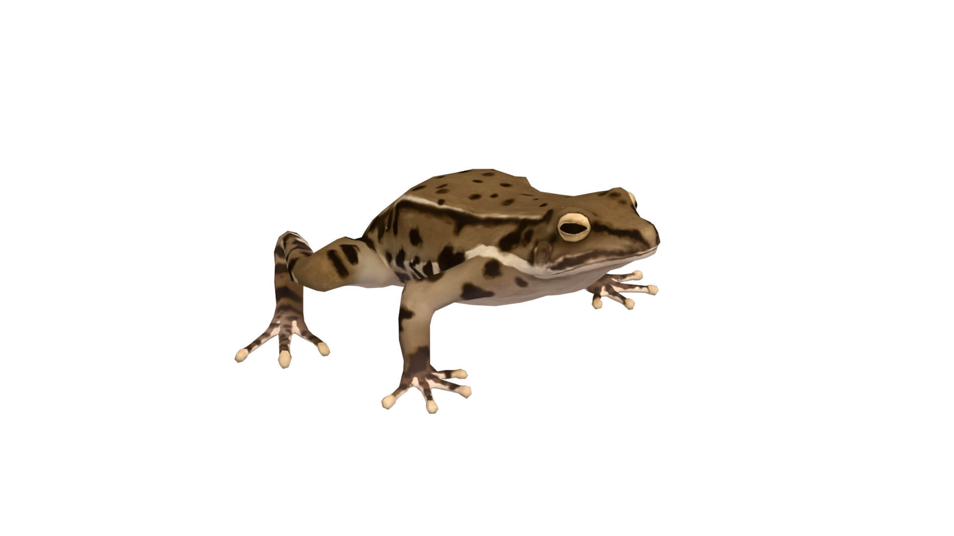 Animated Frog - 3D Model by cg-bob