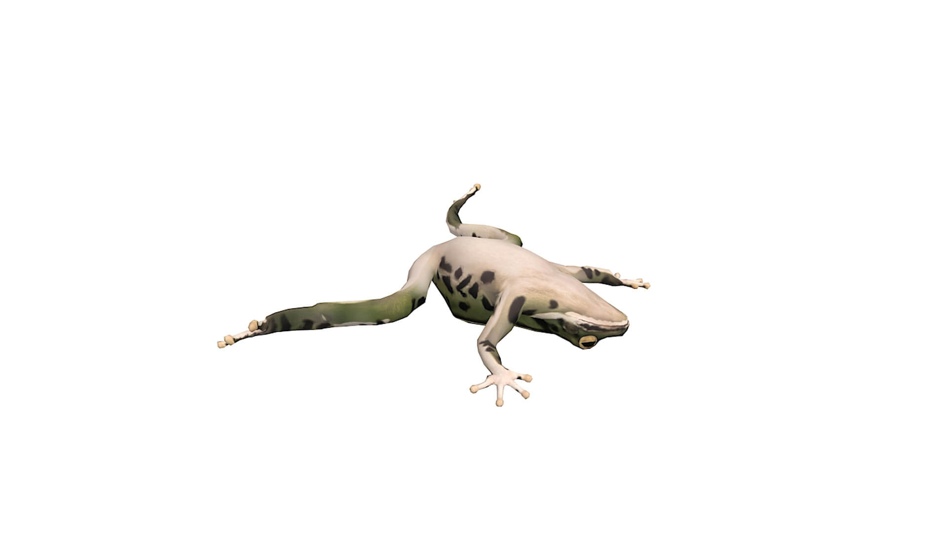 Animated Frog - 3D Model by cg-bob