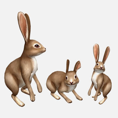 Animated Hare Rabbit Bunny - 3D Model by cg-bob