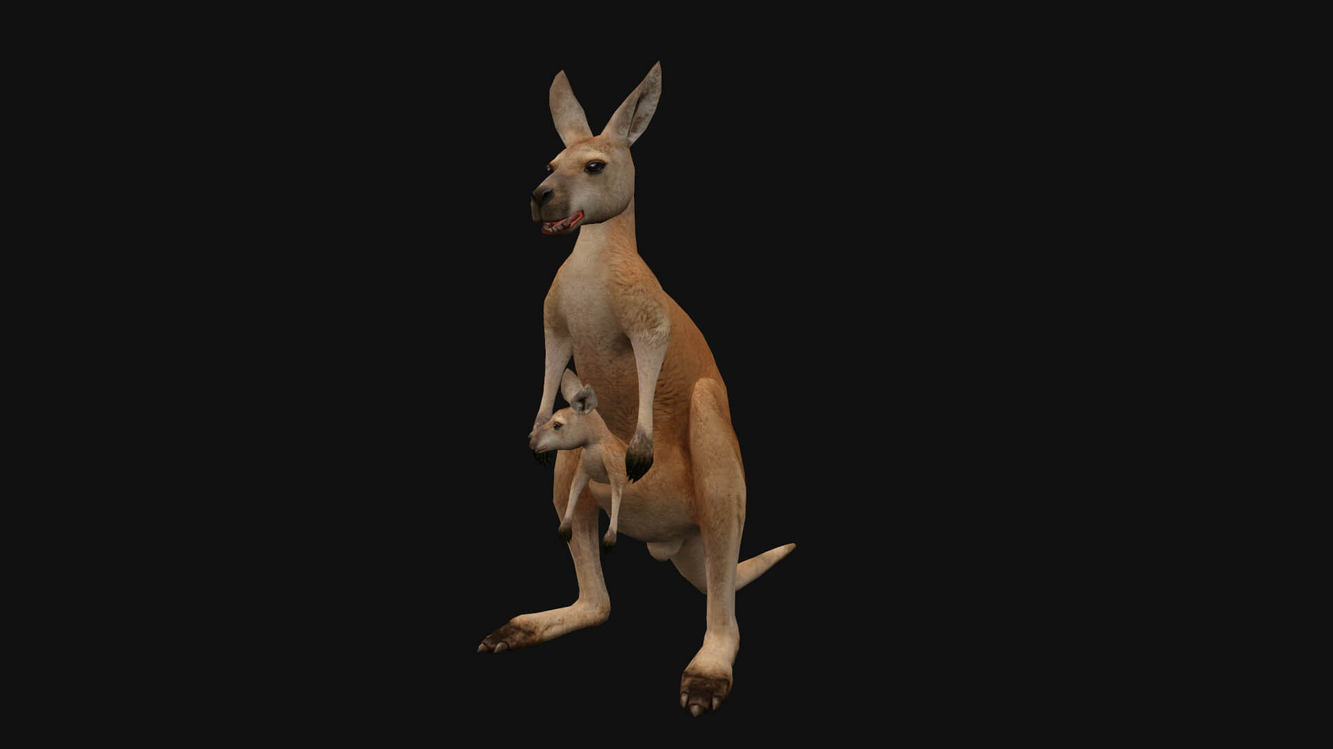 Animated Kangaroo With Baby - 3D Model by cg-bob